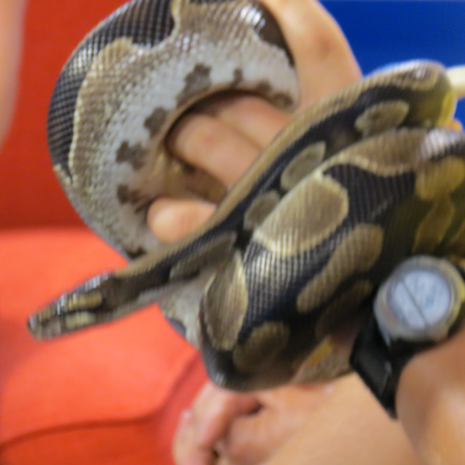 TIMLENNOX.COM: Ssssssssssssss